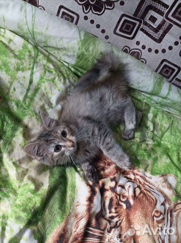 Отдам бесплатно кошечку