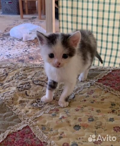 Котята с историей хорошим людям