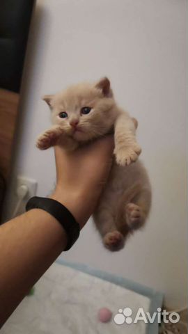 Шотландские котята