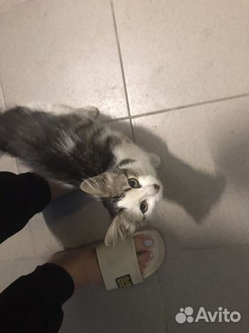 Кошечка в добрые руки