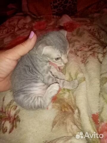 Донской сфинкс котёнок