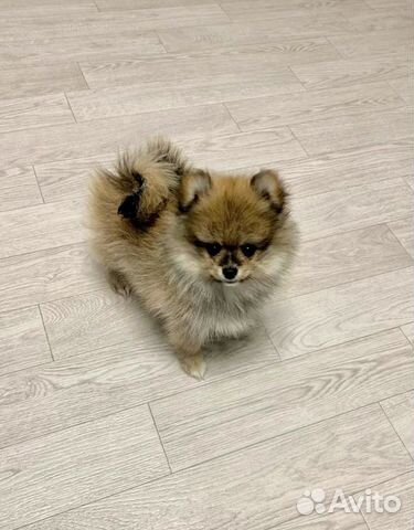 Малый немецкий Шпиц