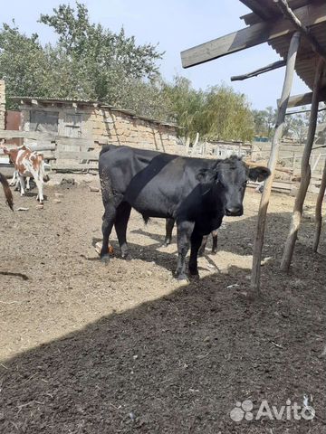 Бычки подсосные