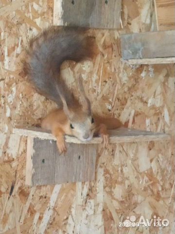 Белка домашняя