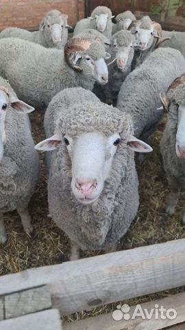 Бараны Австрализированный ставропольский меринос
