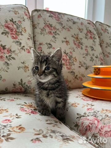 Котенок мальчик ждёт свою семью