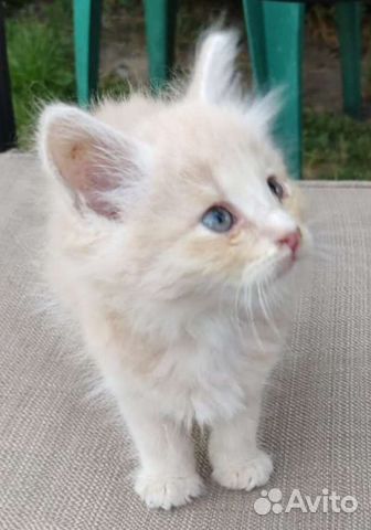 Абрикосика оставят на дачах