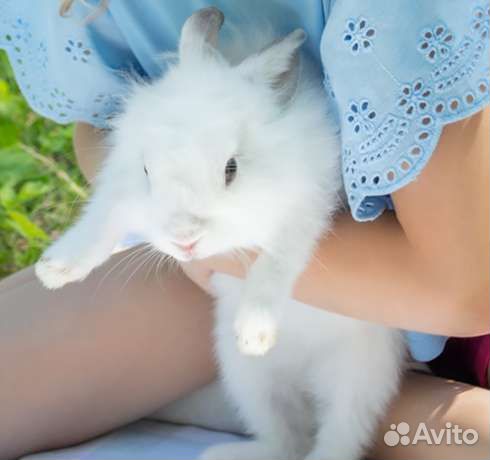 Декоративные кролики