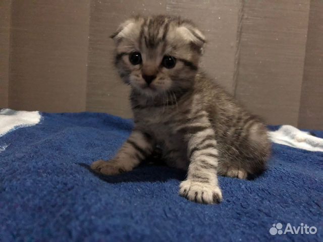 Шотландец вислоухий