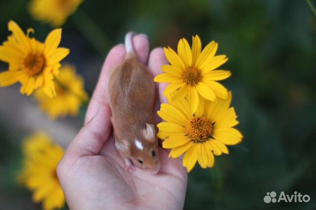 Декоративные мыши