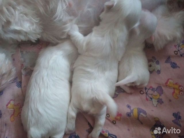 Болонка мальтезе