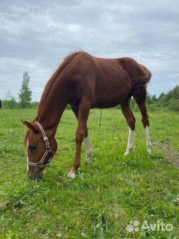 Лошадь 2021гр