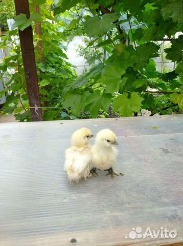 Белые шелковые