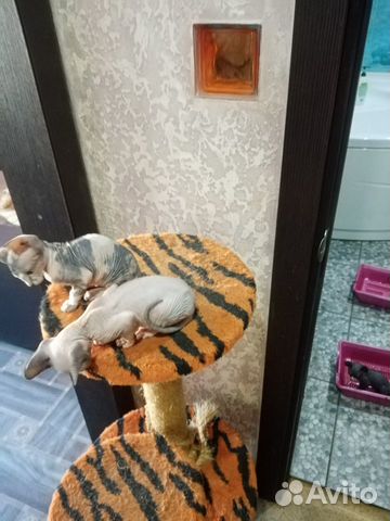 Канадский сфинкс