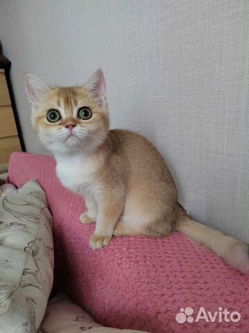 Британская девочка