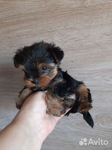 Йоркширский терьер мини девочка