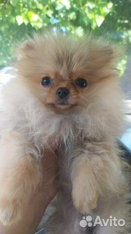 Щенок девочка мини померанец