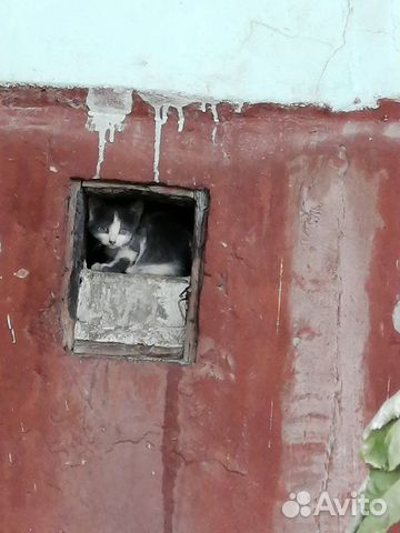 Котенок