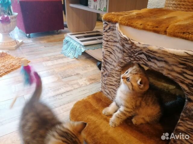 Британские котята шиншилла
