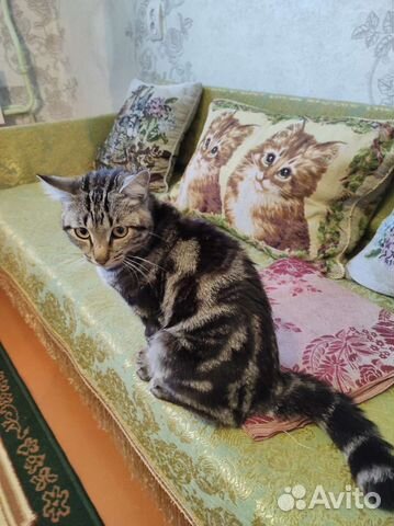 Котик метис ищет дом