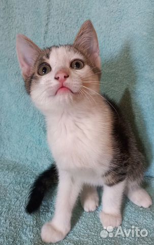 Котенок мальчик бесплатно