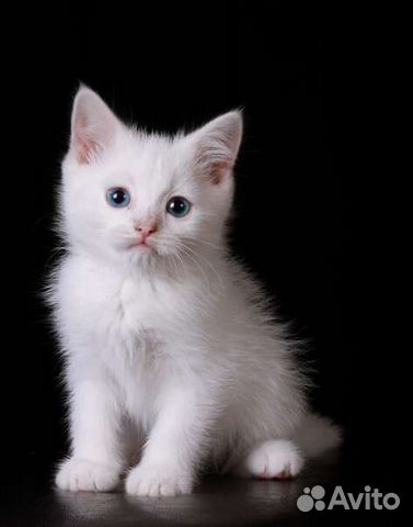 Полностью белый котенок