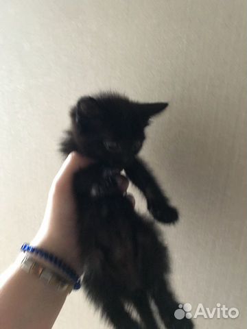 Отдам котят