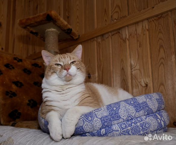 Сюсик, кот в добрые руки приют Ржевка