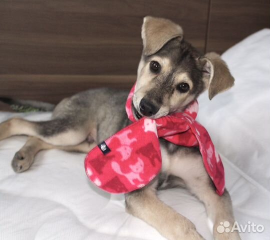 Щенок ищет хозяина