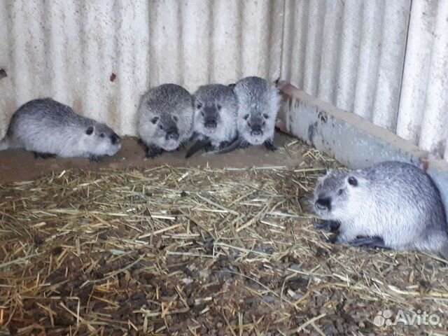 Самки нутрии на племя