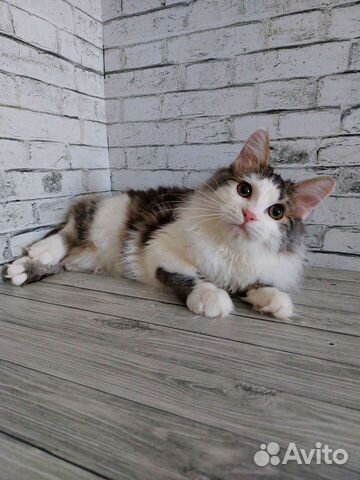 Кошечка по имени Счастье