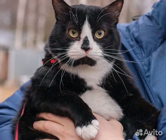 Кот ищет котолюба без кошек