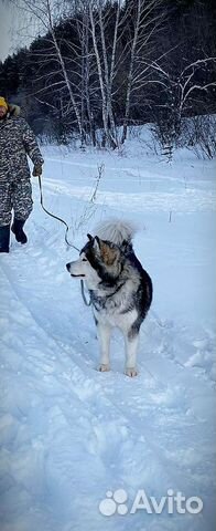 Собака маламут 3 года