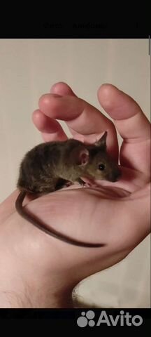 Декоративные мыши