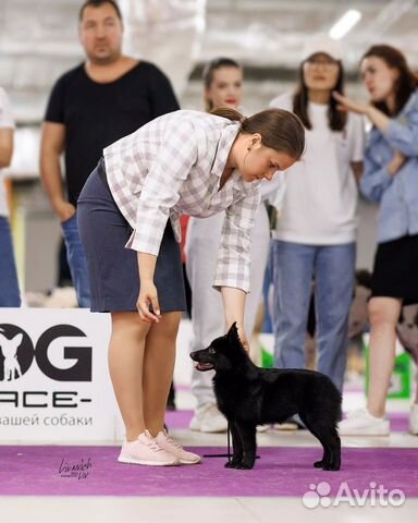 Щенок шипперке