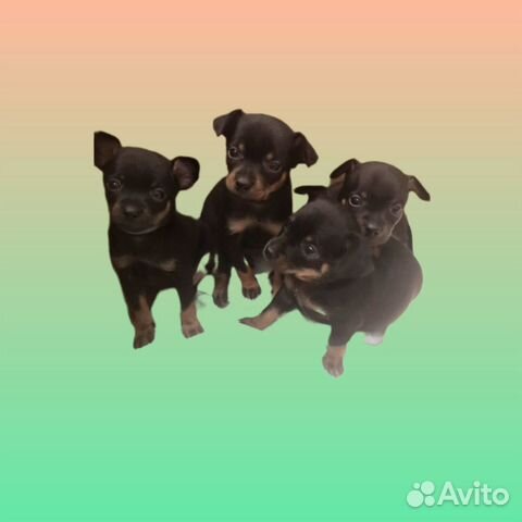 Той-терьер щенки