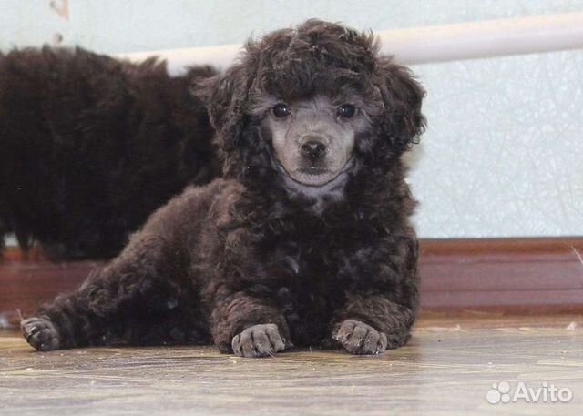 Щенки той и миниатюрного пуделя