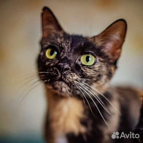 Кошка котенок 8 месяцев стерилизована