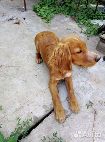 Щенок русского кокер спаниеля