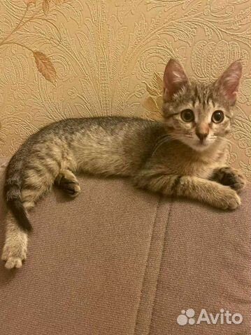 Милейшая Сисилия ищет дом. Котенок