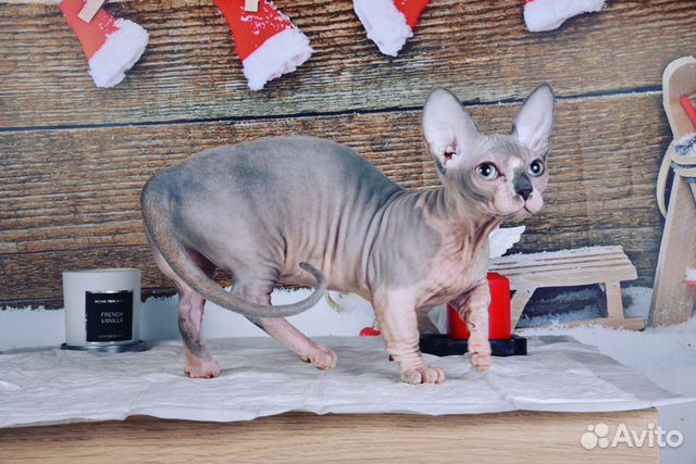 Бамбино малышка