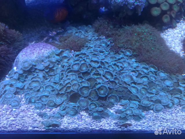Зоантус Палитоя пепельно зелёная в море