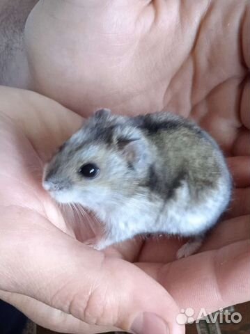 Джунгарский хомяк бесплатно