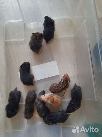 Сирийский хомяк бесплатно