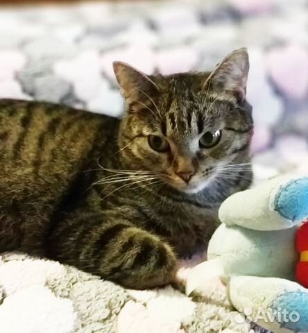 Котик Тимошка в добрые руки