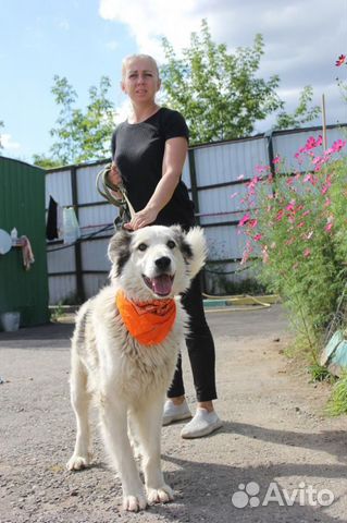 Шмель обожает людей