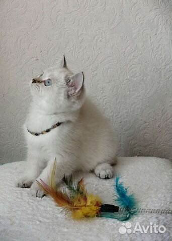 Голубоглазая британочка