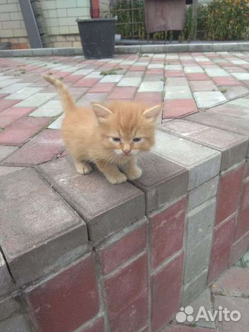 Котята в добрые руки