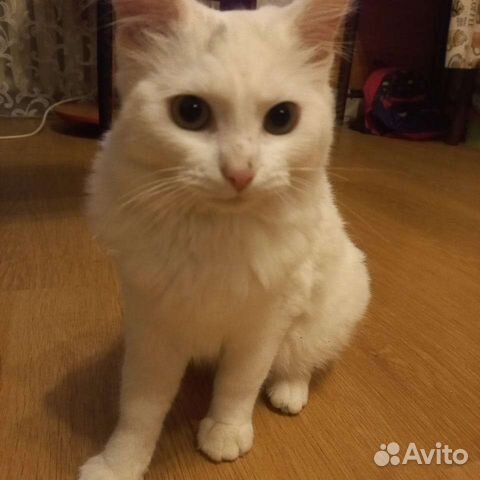 Кошечка в добрые руки