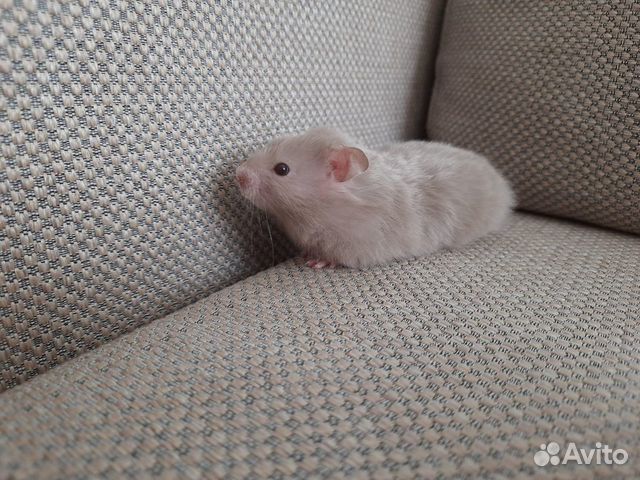 Сирийские хомяки, девочка и мальчик